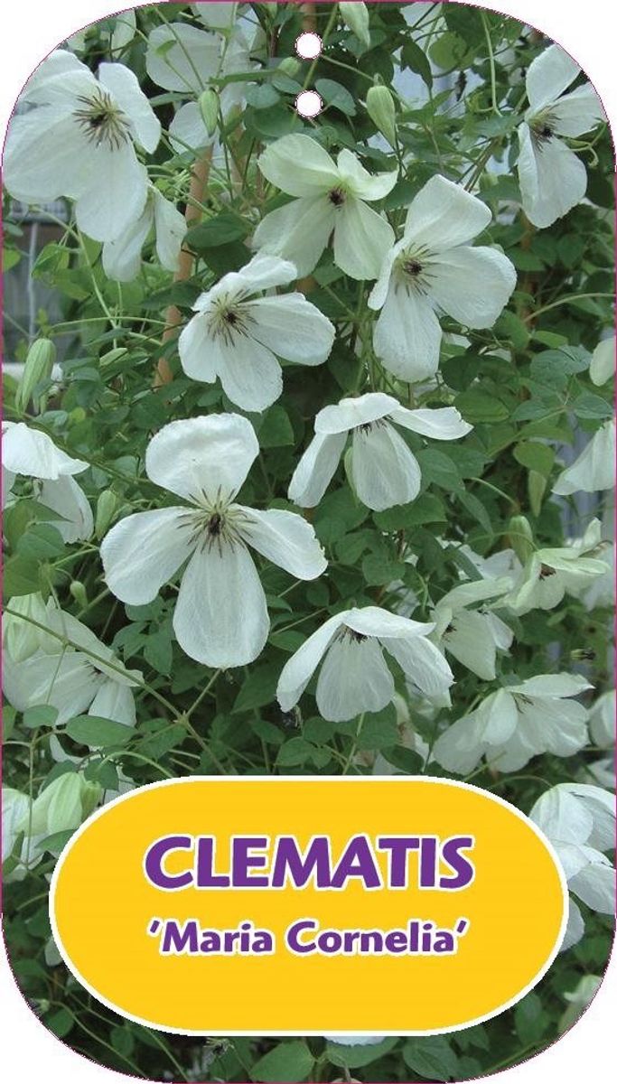 Clematis 'Maria Cornelia' (Vt) — Рослини оптом FlorAccess