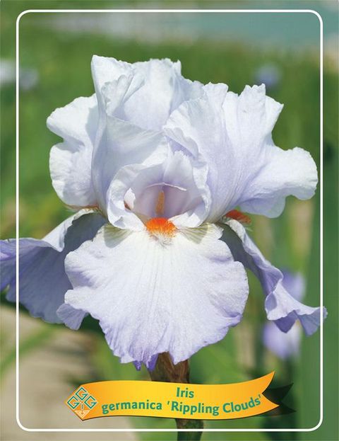 Iris 'Rippling Clouds' — Plant Wholesale FlorAccess