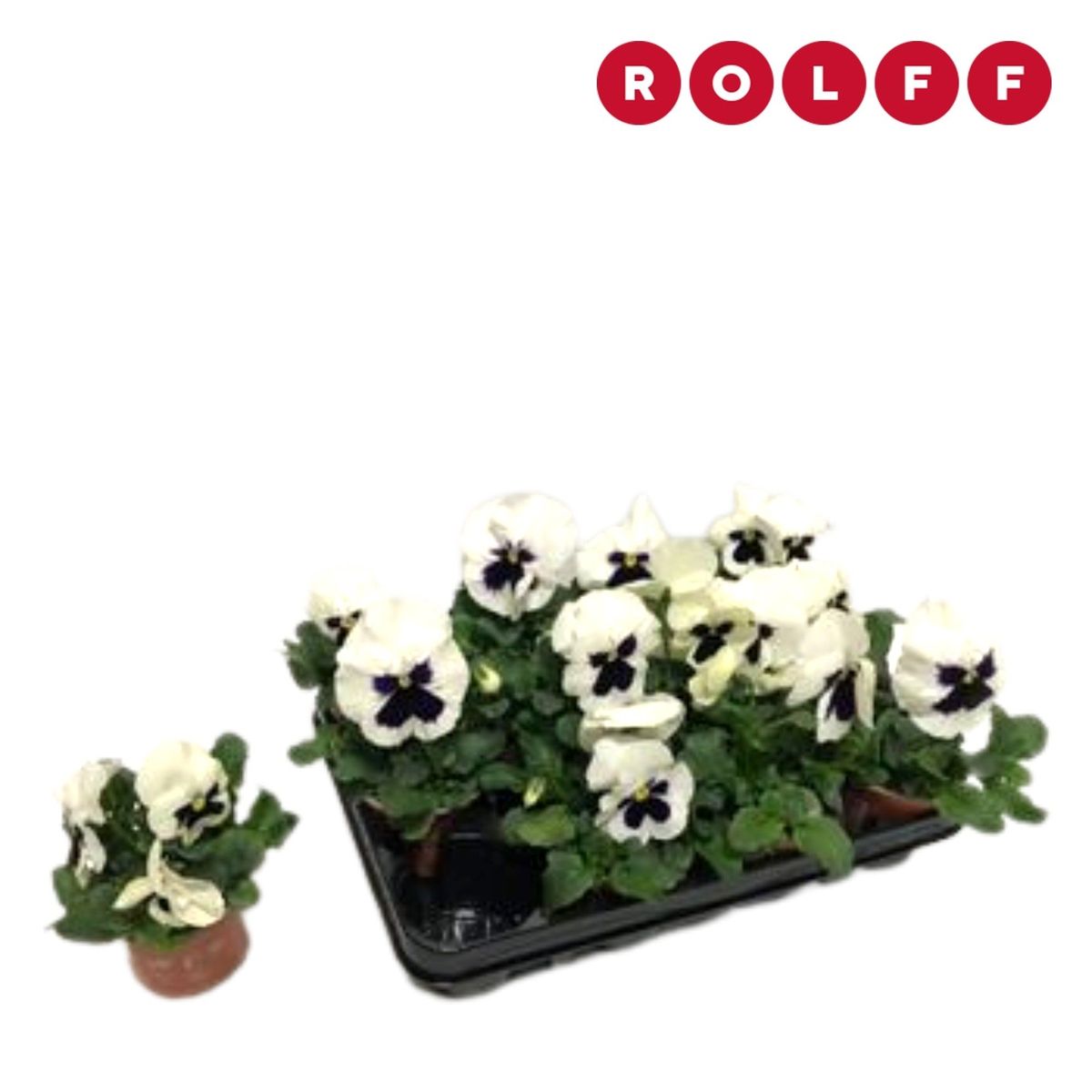 Viola EVO WHITE BLOTCH — Plant Wholesale FlorAccess