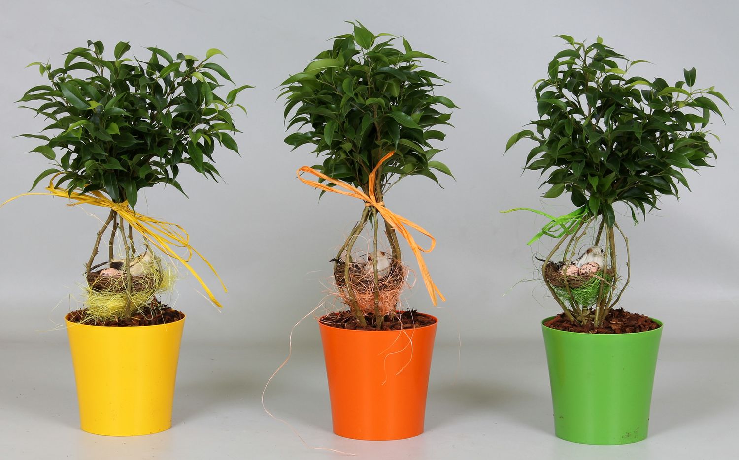 Ficus benjamina 'Natasja' — Plant Wholesale FlorAccess