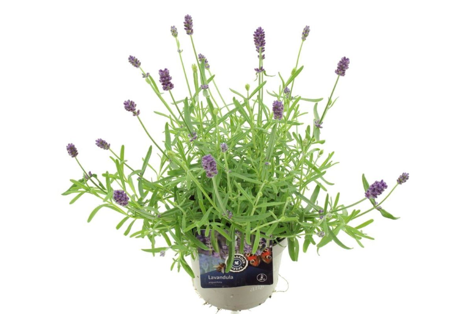 Lavandula angustifolia 'Essence Purple' — Plant Wholesale FlorAccess