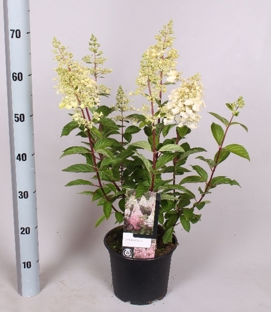 Hydrangea paniculata CANDLELIGHT — Plant Wholesale FlorAccess
