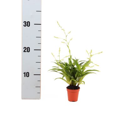 Catopsis morreniana — Plant Wholesale FlorAccess