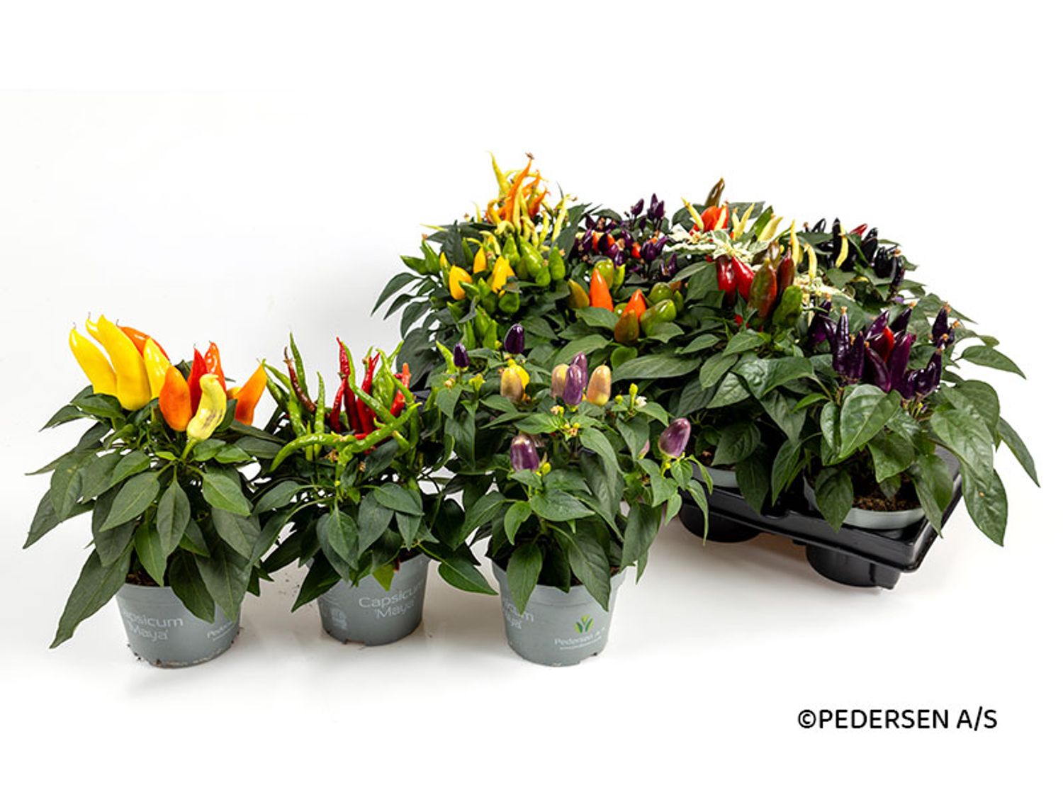 Capsicum annuum MIX — Plant Wholesale FlorAccess