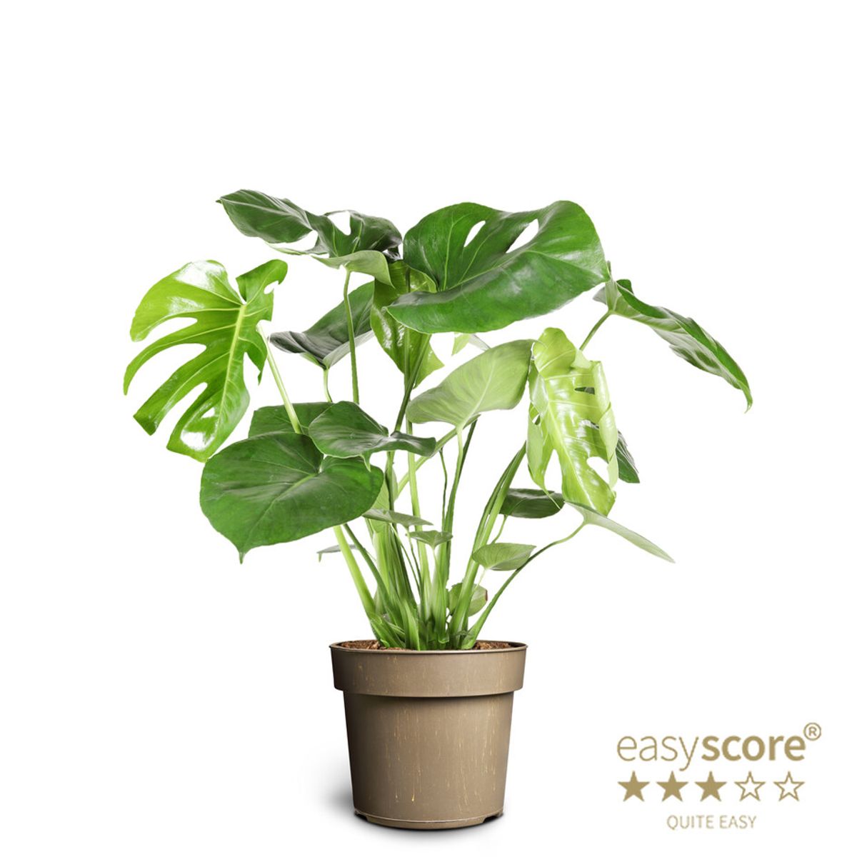 Monstera deliciosa — Toptan Bitki Satışı FlorAccess