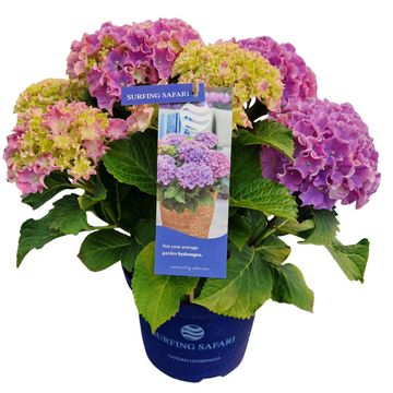 Hydrangea macrophylla SURFING SAFARI SEASIDE — Plant Wholesale FlorAccess