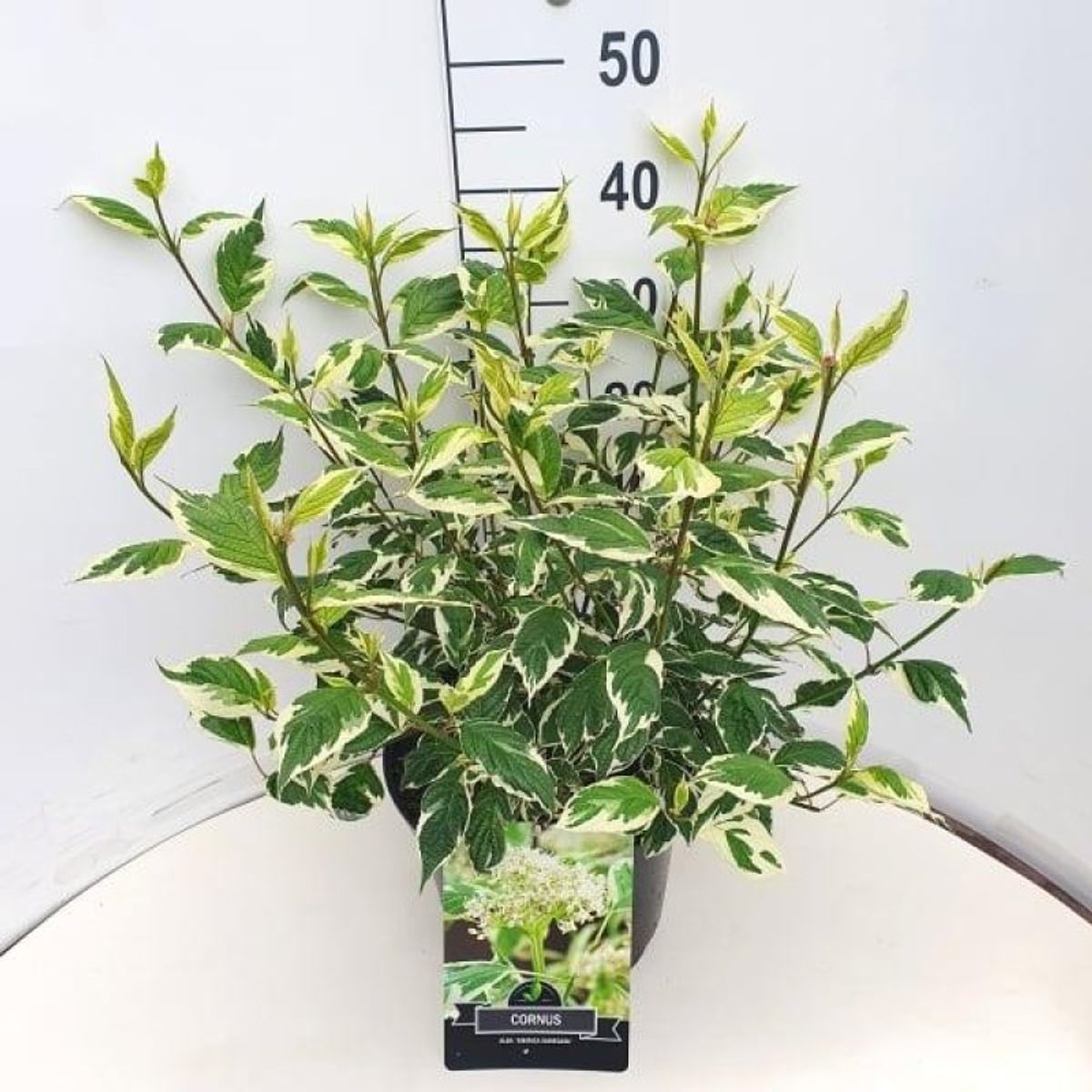 Cornus alba 'Sibirica Variegata' — Plant Wholesale FlorAccess