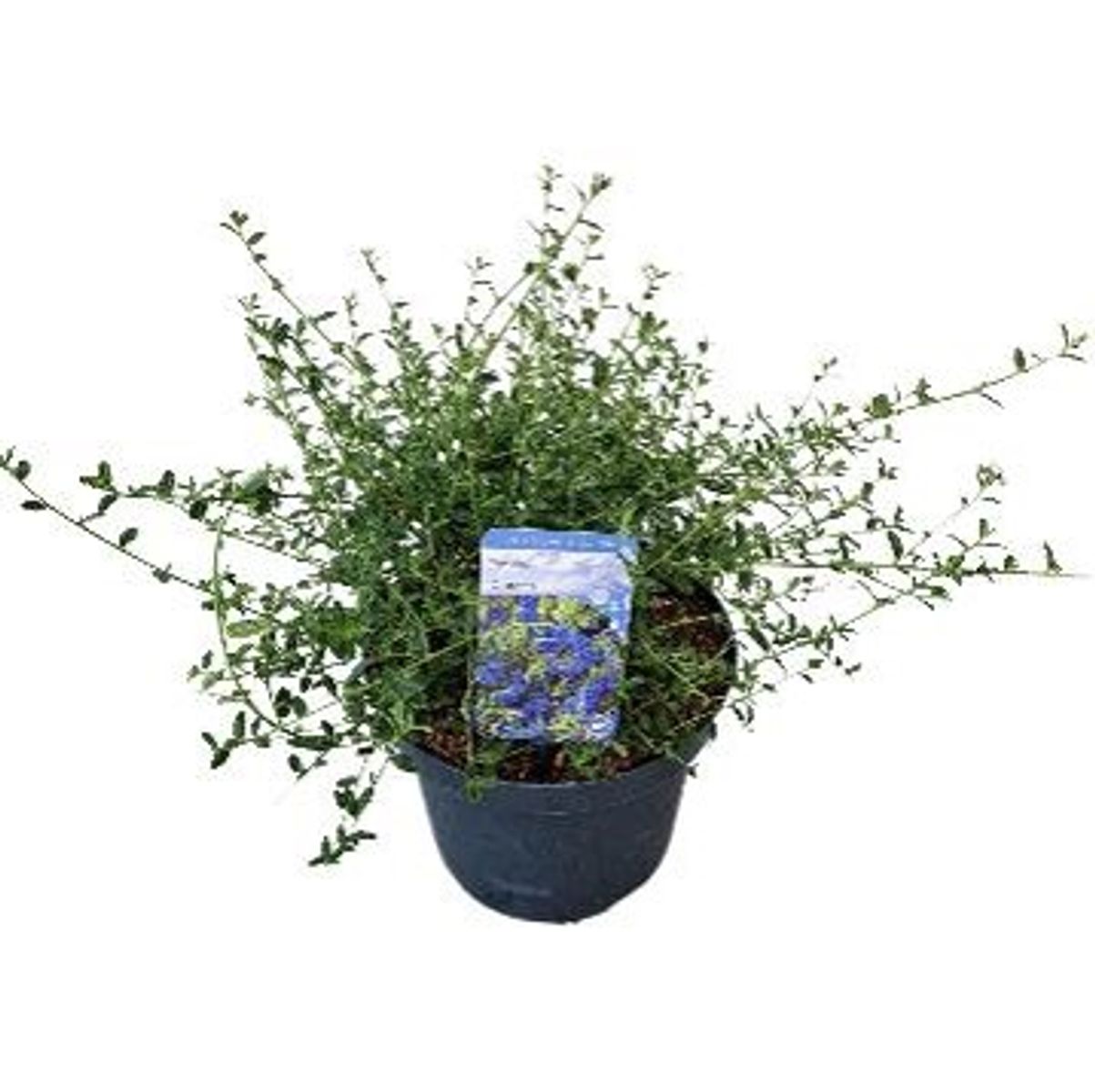 Ceanothus 'Concha' — Plant Wholesale FlorAccess