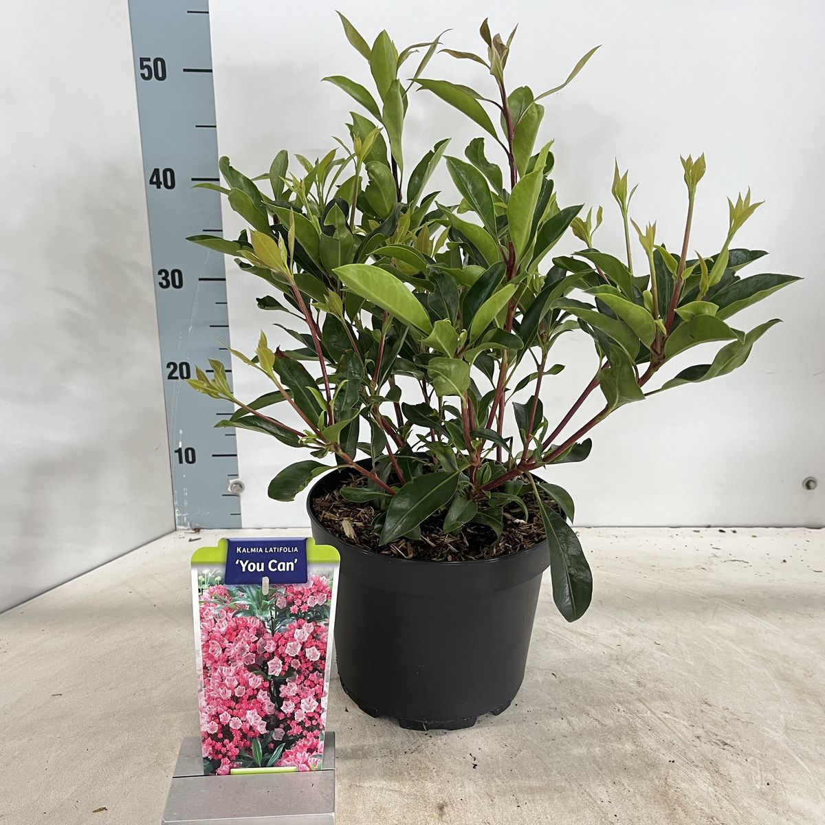 Kalmia latifolia 'You Can' — Plant Wholesale FlorAccess