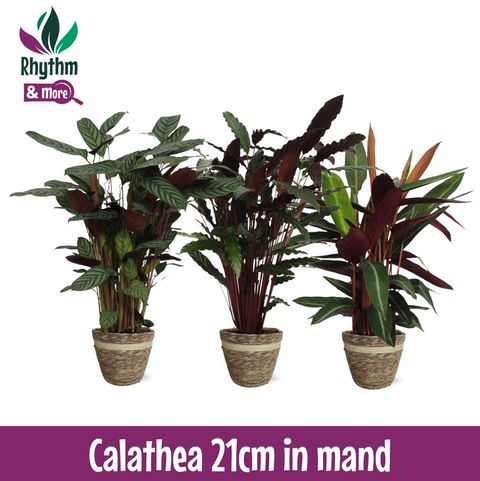 Calathea MIX — Vendita all'ingrosso piante FlorAccess