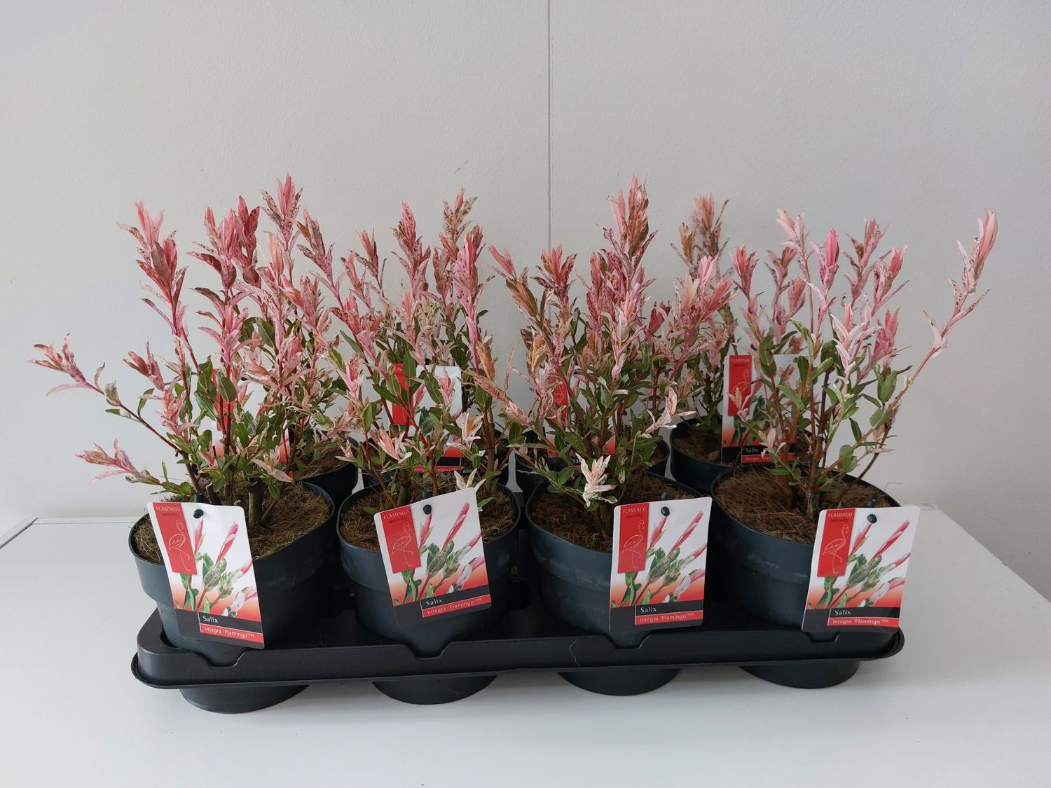 Salix integra 'Flamingo' — Рослини оптом FlorAccess