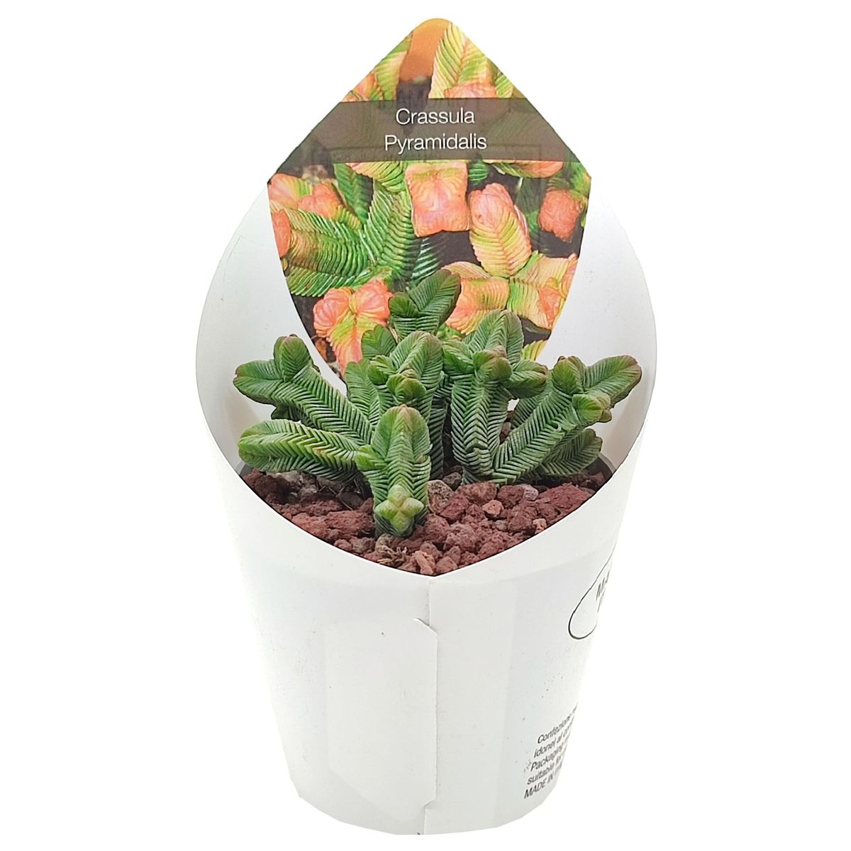 Crassula pyramidalis — Plant Wholesale FlorAccess