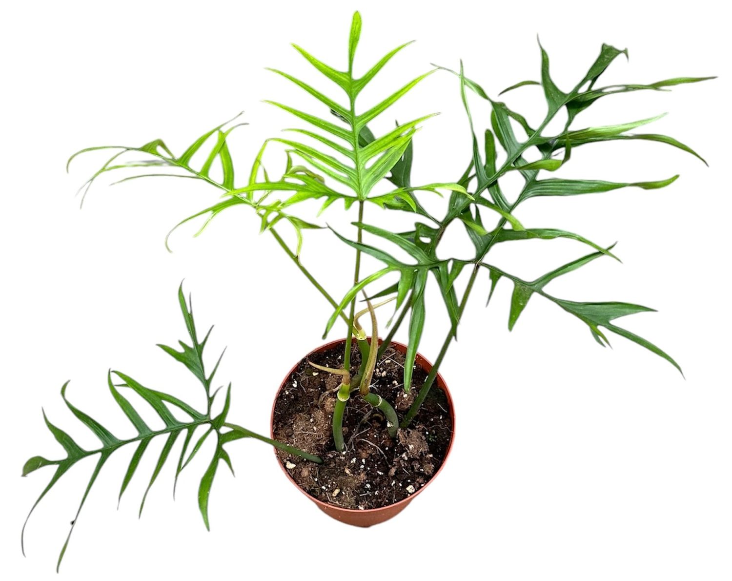 Philodendron polypodioides — Plant Wholesale FlorAccess