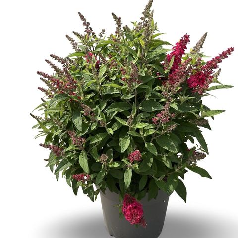 Buddleja davidii BUTTERFLY CANDY LITTLE RUBY — Plant Wholesale FlorAccess