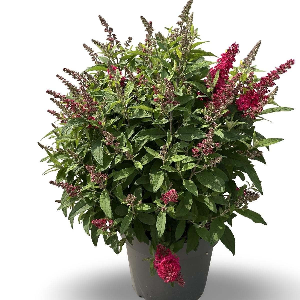 Buddleja davidii BUTTERFLY CANDY LITTLE RUBY — Plant Wholesale FlorAccess