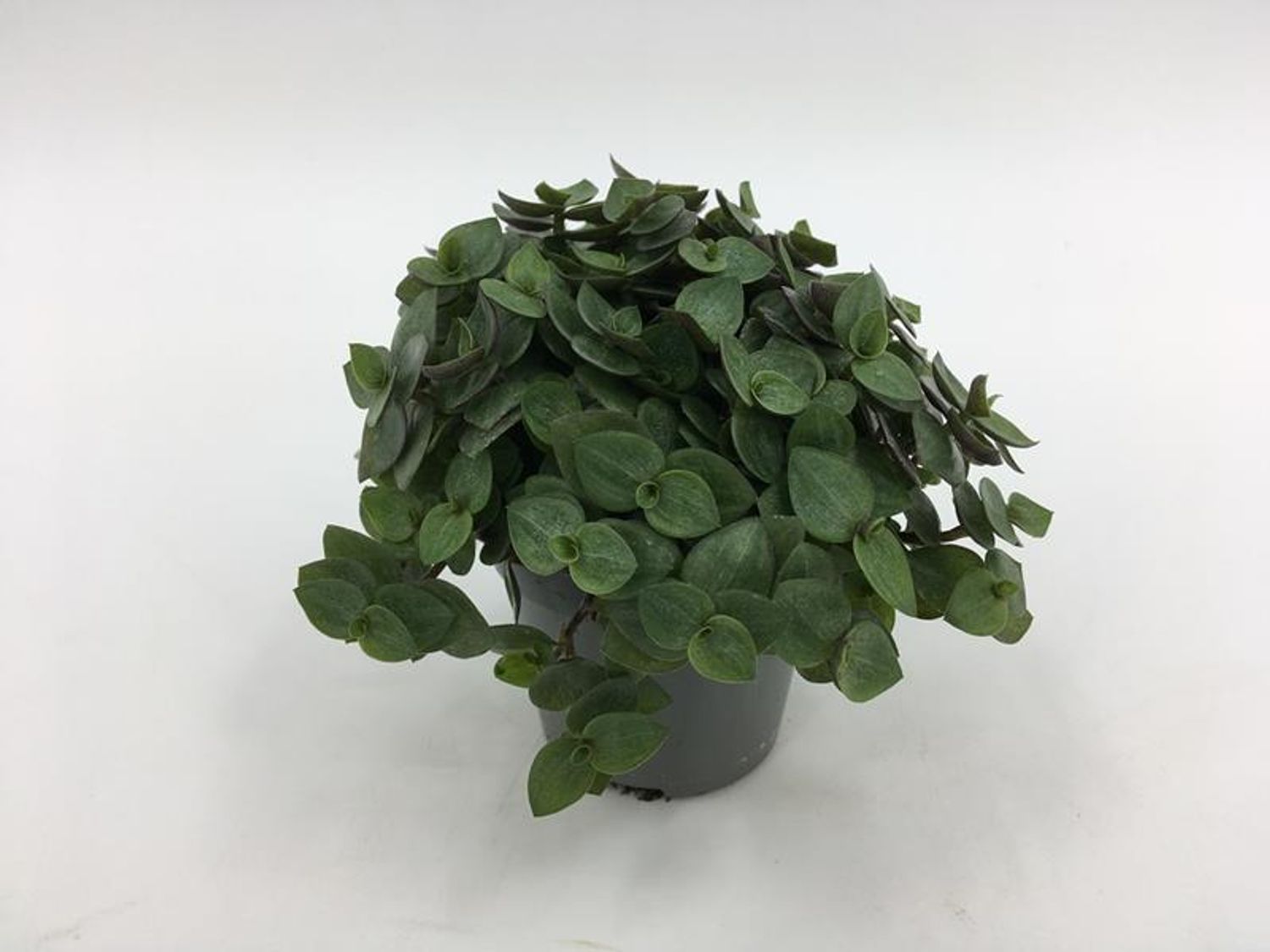 Callisia repens — Plant Wholesale FlorAccess