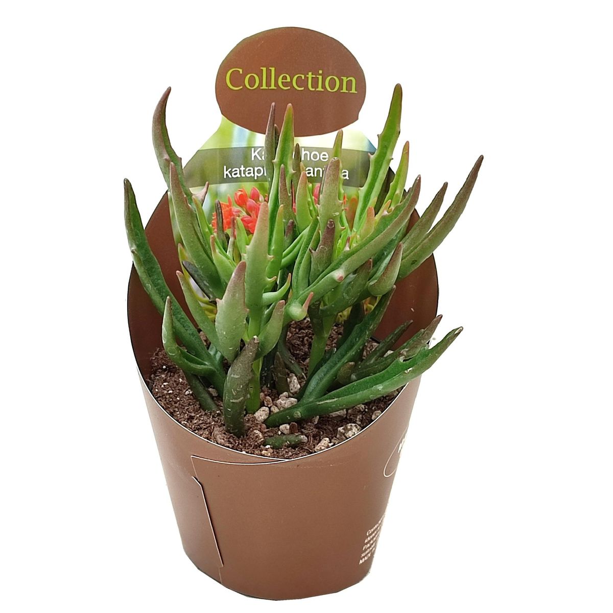 Kalanchoe TARANTULA — Plant Wholesale FlorAccess