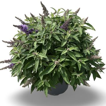 Buddleja davidii BUTTERFLY CANDY LILA SWEETHEART — Plant Wholesale ...