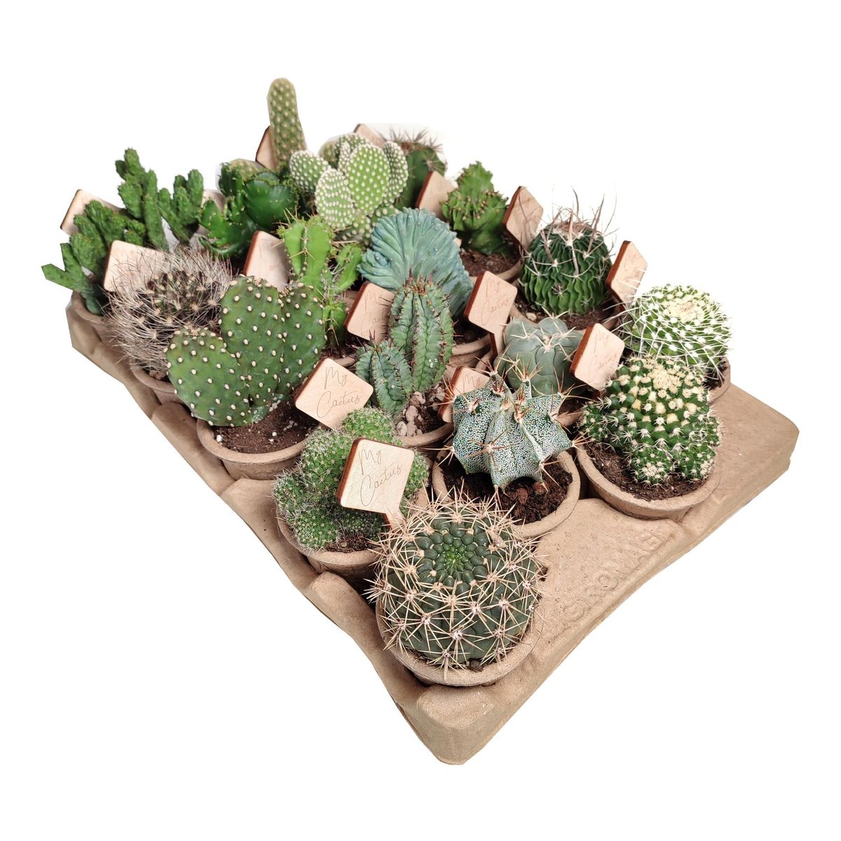 Cactus MIX — Plant Wholesale FlorAccess