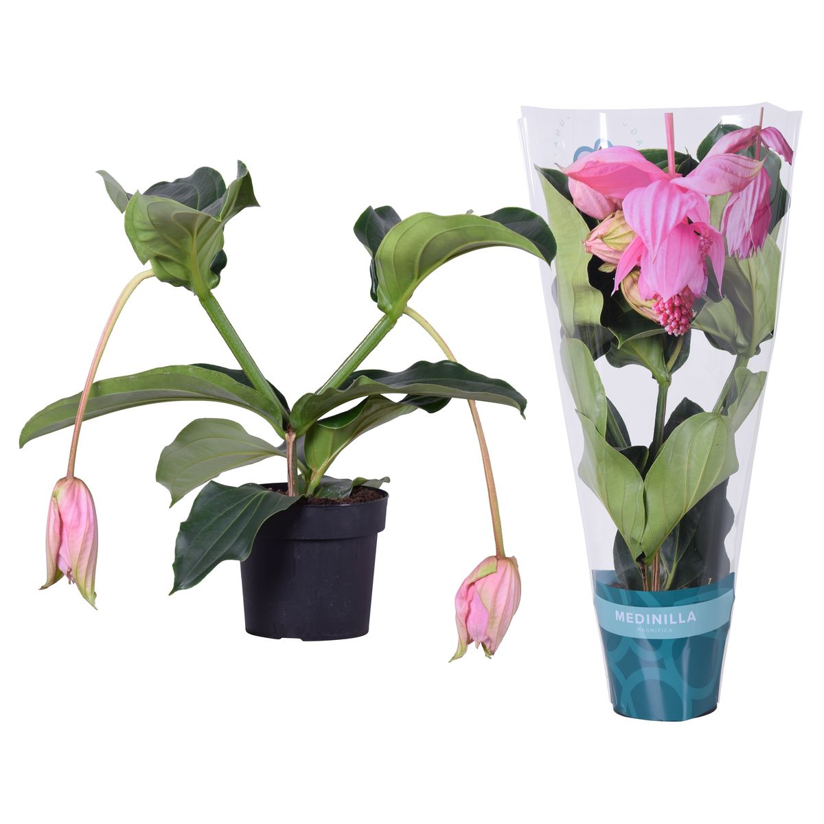Medinilla magnifica — Plant Wholesale FlorAccess