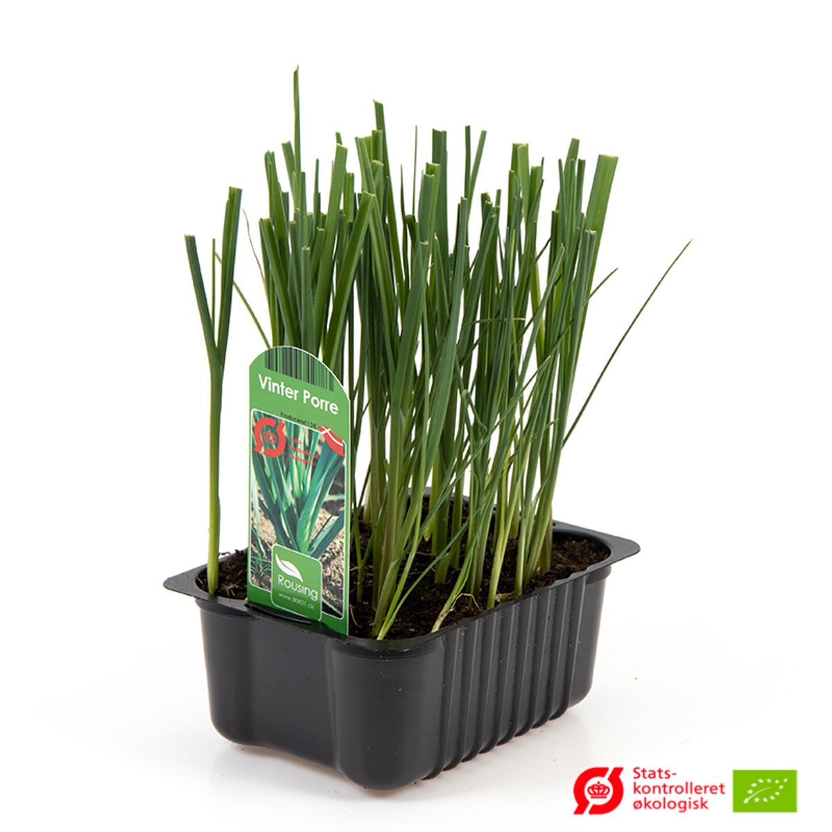 Allium porrum — Plant Wholesale FlorAccess