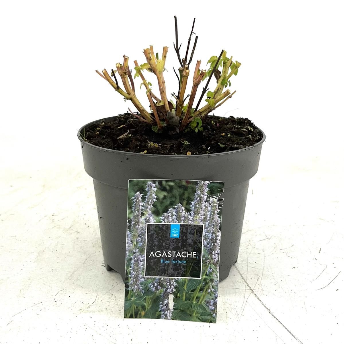 Agastache 'Blue Fortune' — Рослини оптом FlorAccess