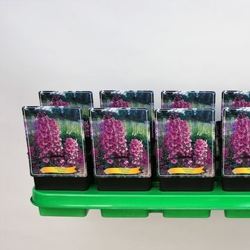 Delphinium 'Astolat' — Plant Wholesale FlorAccess