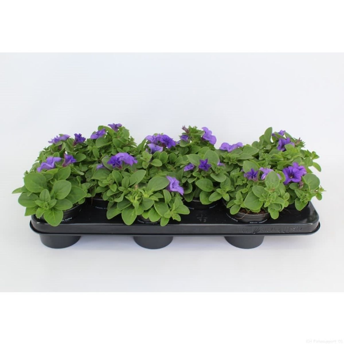 Petunia SURFINIA HEAVENLY BLUE — Plant Wholesale FlorAccess