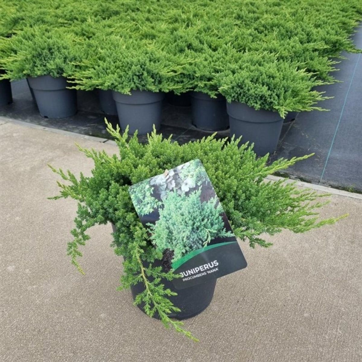 Juniperus procumbens 'Nana' — Plant Wholesale FlorAccess