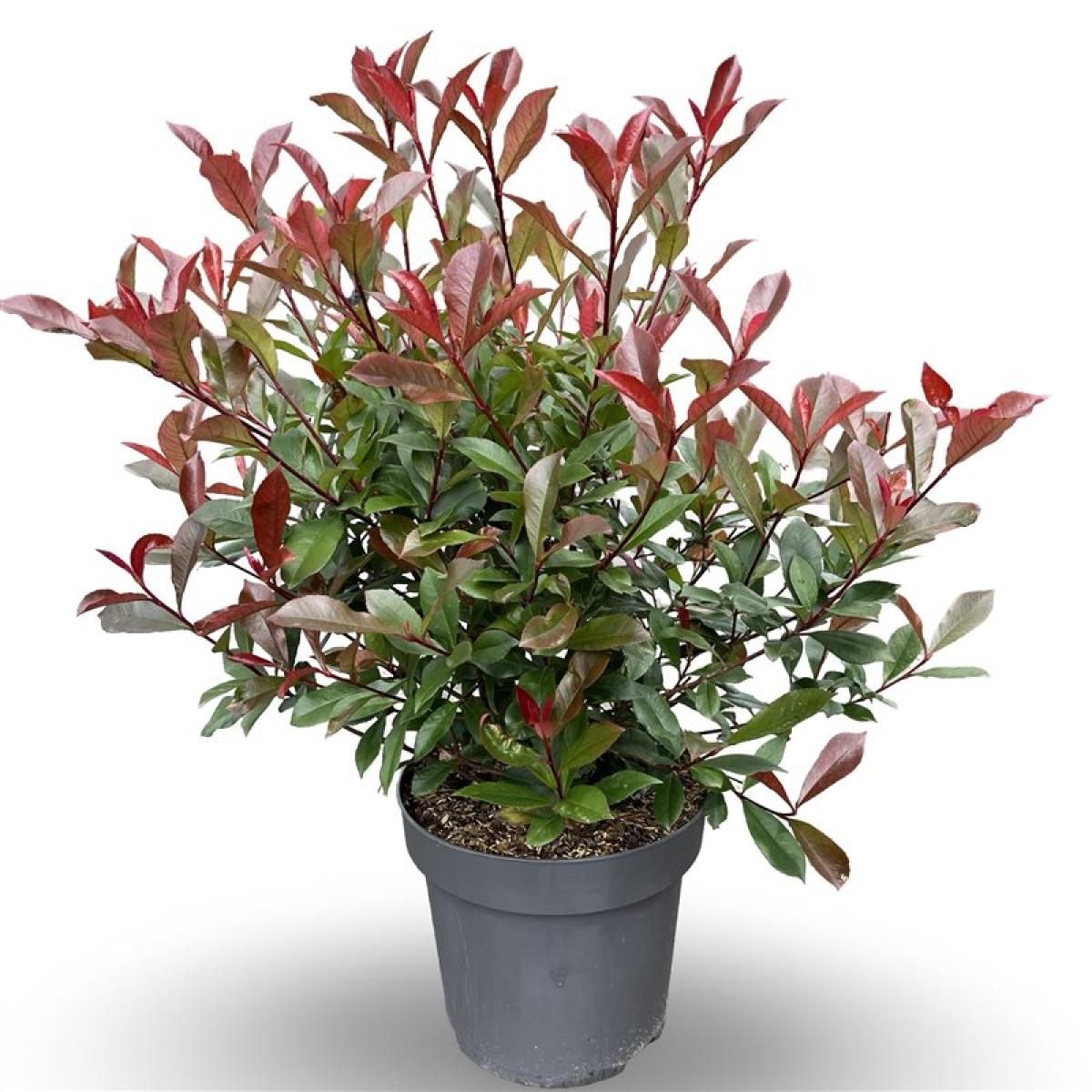Photinia x fraseri CARRÉ ROUGE — Plant Wholesale FlorAccess