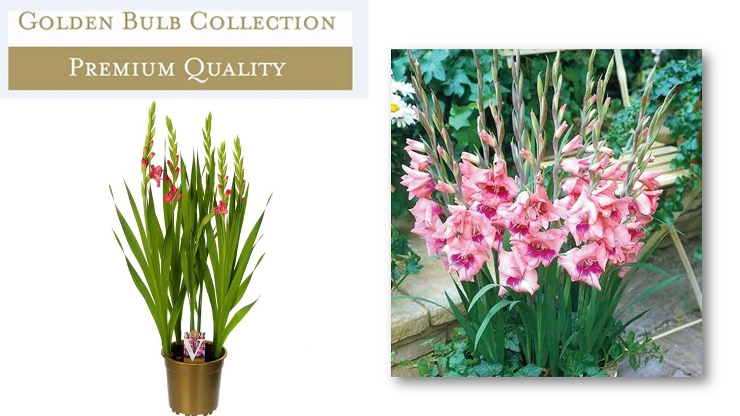 Gladiolus GLAMINI EVA — Plant Wholesale FlorAccess
