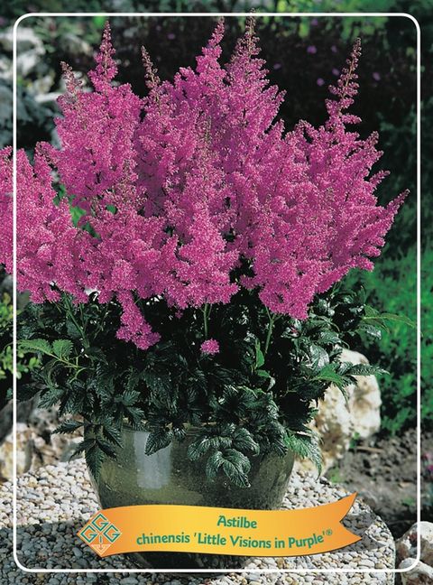 Astilbe chinensis 'Little Vision in Purple' — Plant Wholesale FlorAccess