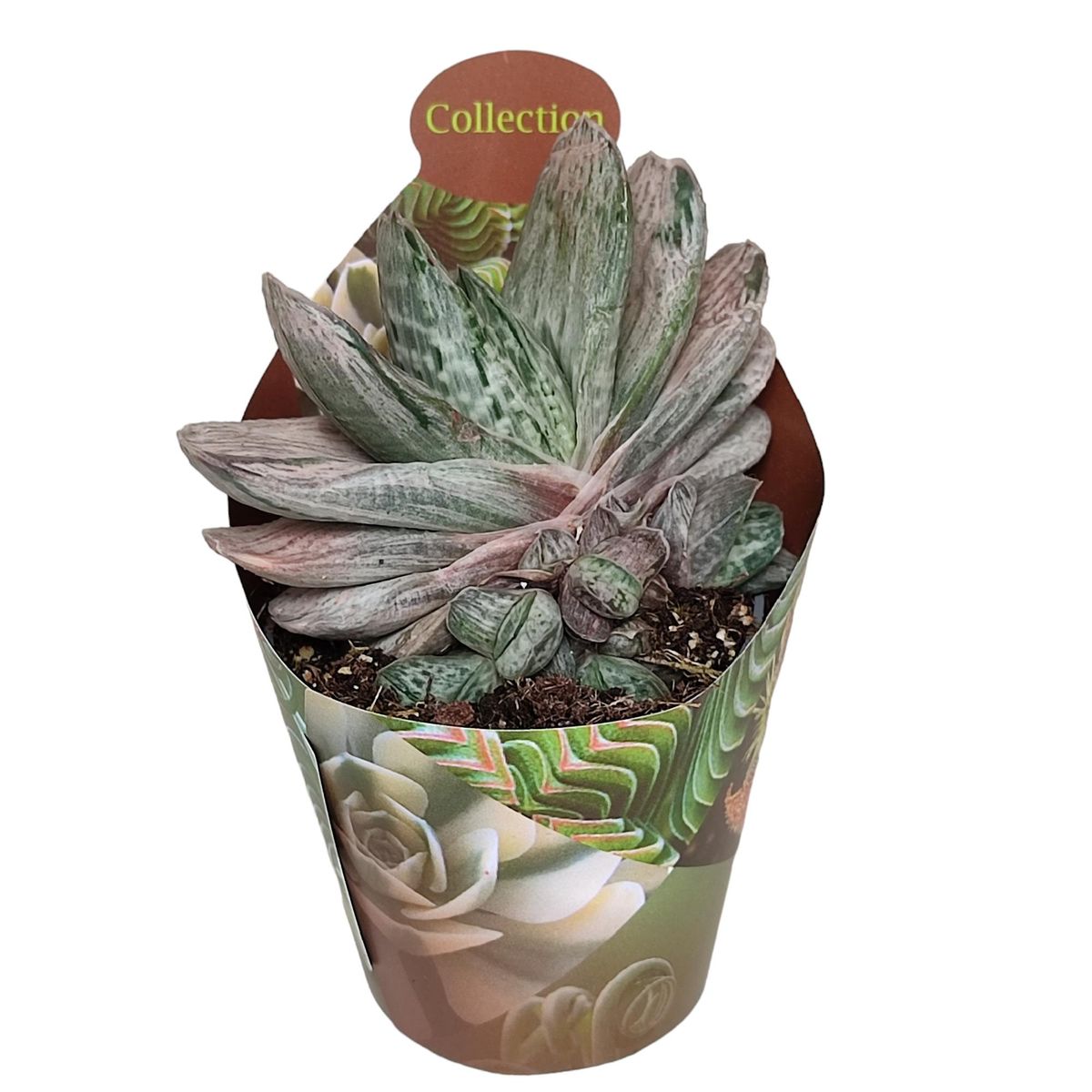 Gasteria 'Sakura Fuji' — Plant Wholesale FlorAccess