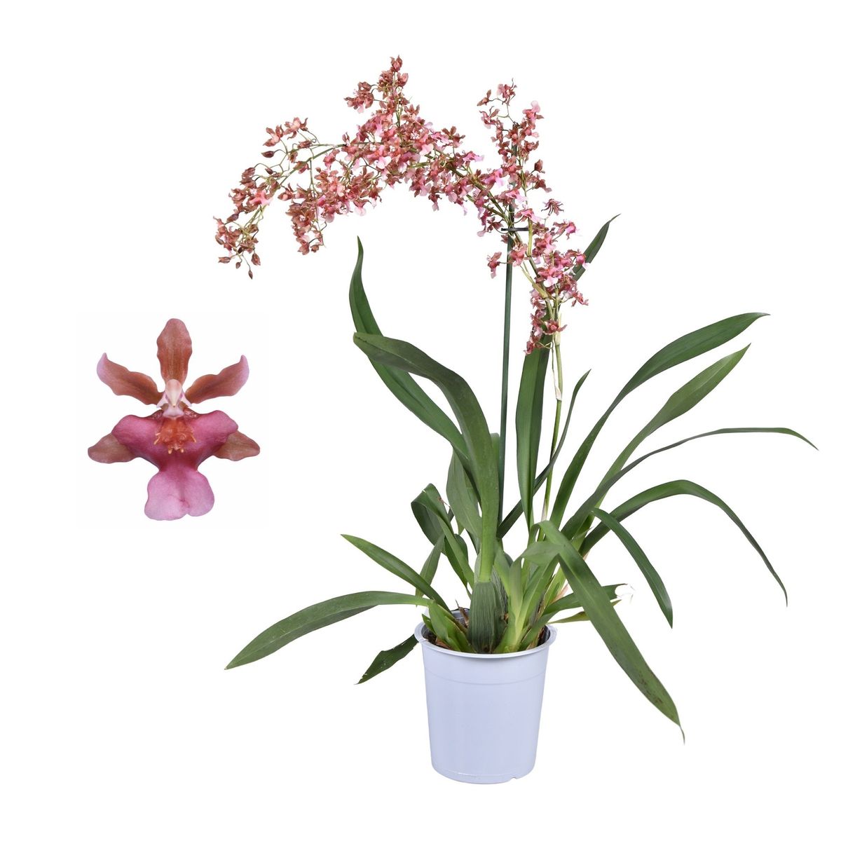 Oncidium Rosy Sunset — Plant Wholesale FlorAccess
