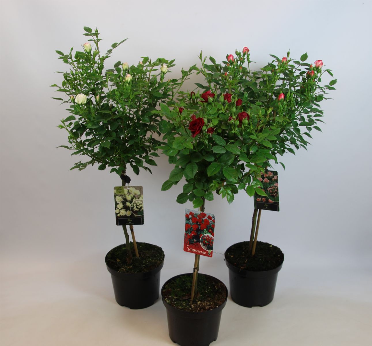 Rosa MIX — Plant Wholesale FlorAccess