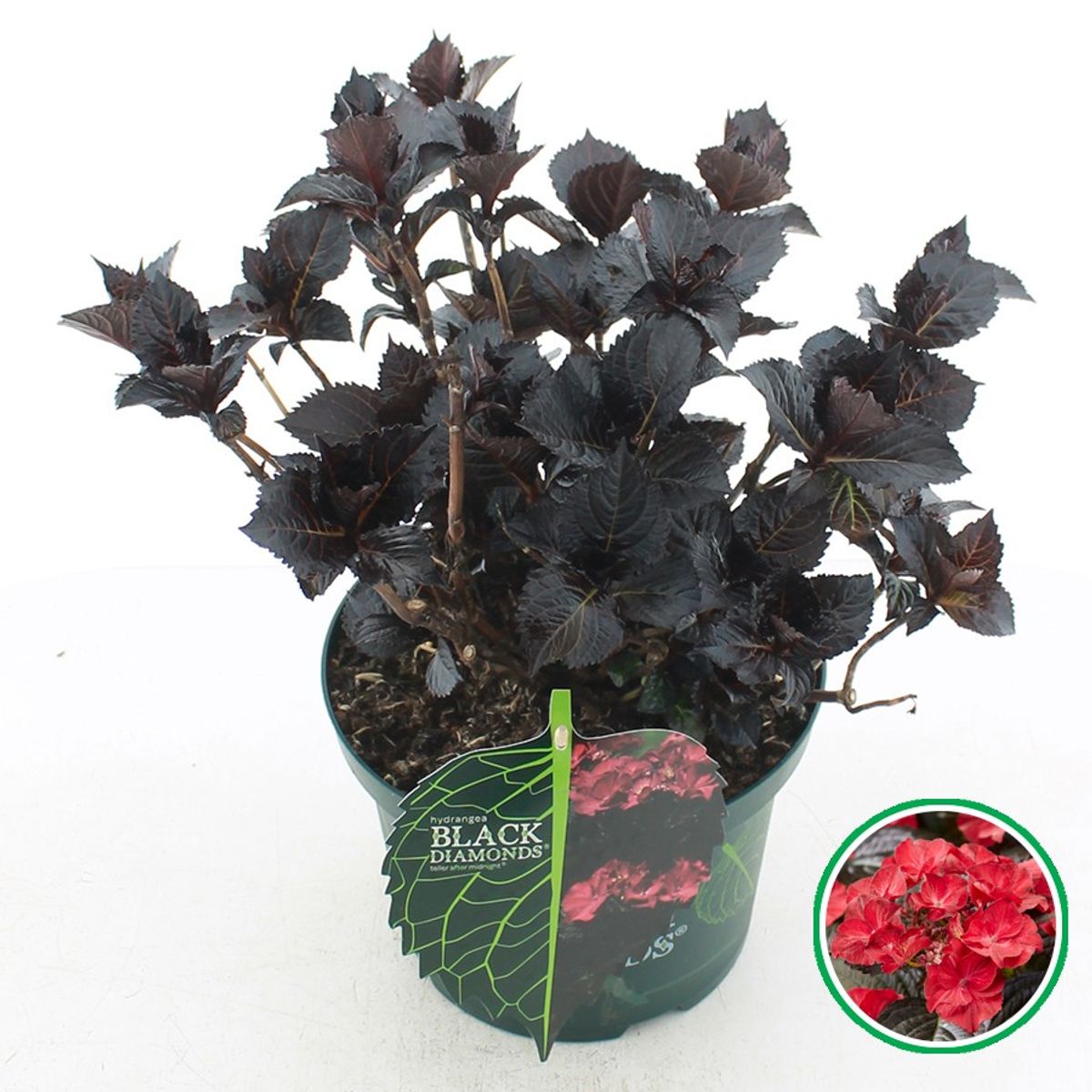 Hydrangea macrophylla AFTER MIDNIGHT — Plant Wholesale FlorAccess