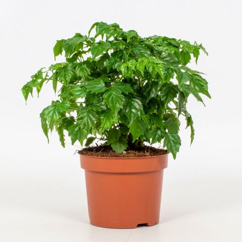 Radermachera sinica — Plant Wholesale FlorAccess