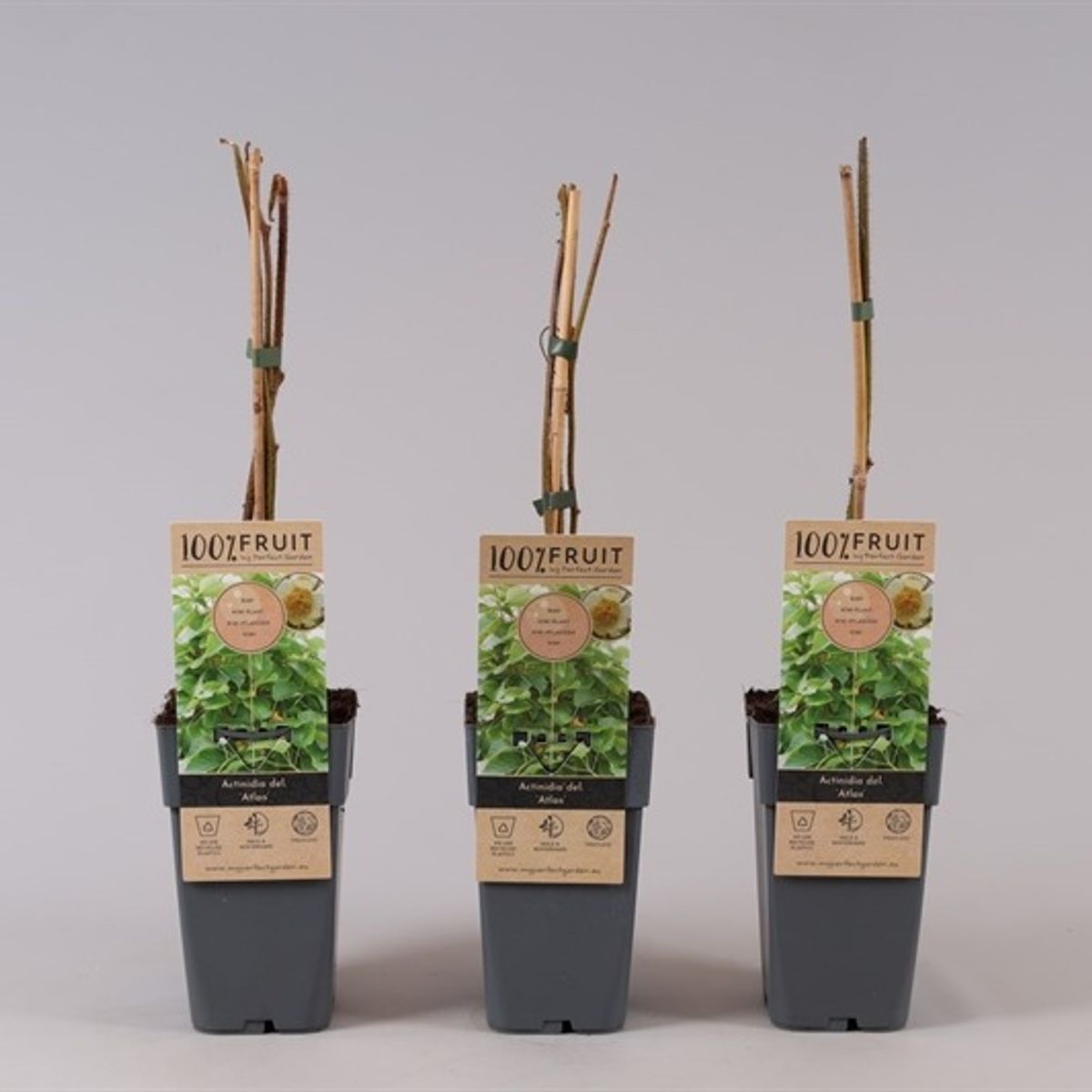 Actinidia deliciosa 'Atlas' — Plant Wholesale FlorAccess