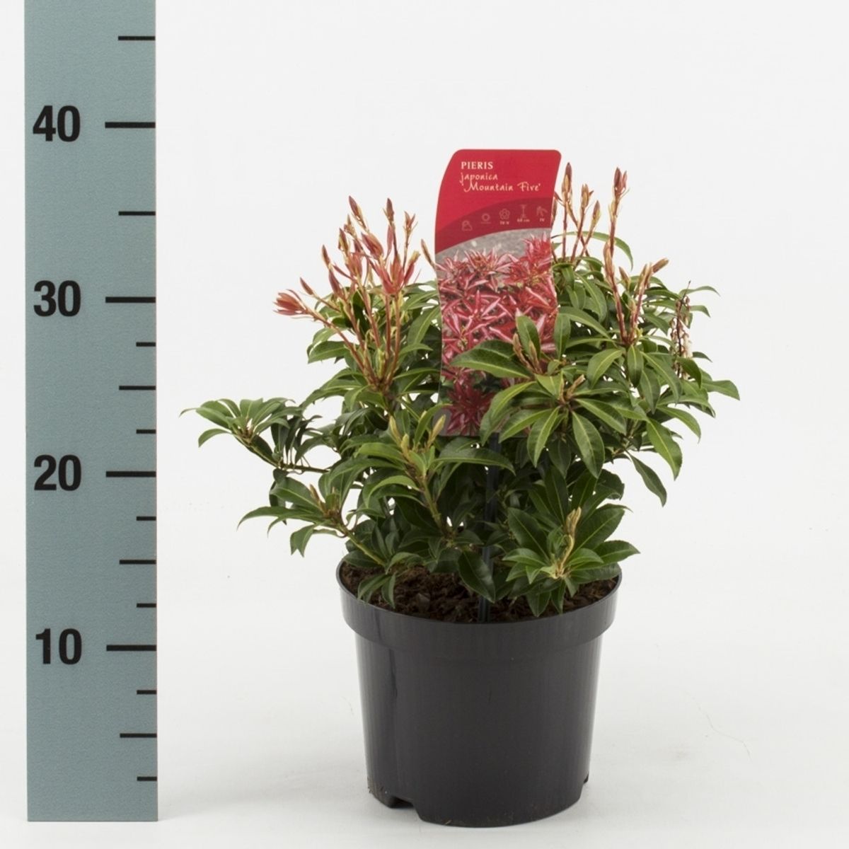 Pieris japonica 'Mountain Fire' — Plant Wholesale FlorAccess