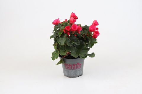 Begonia BETULIA BRIGHT PINK — Plant Wholesale FlorAccess
