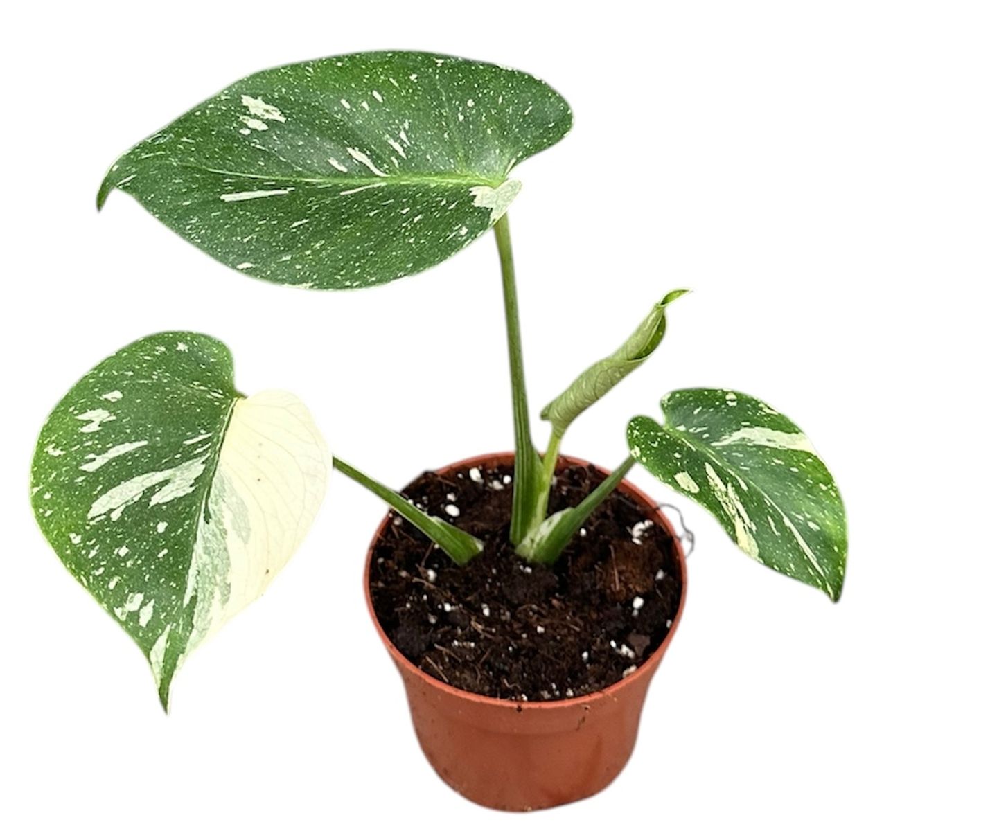 Monstera 'Thai Constellation' — Plant Wholesale FlorAccess