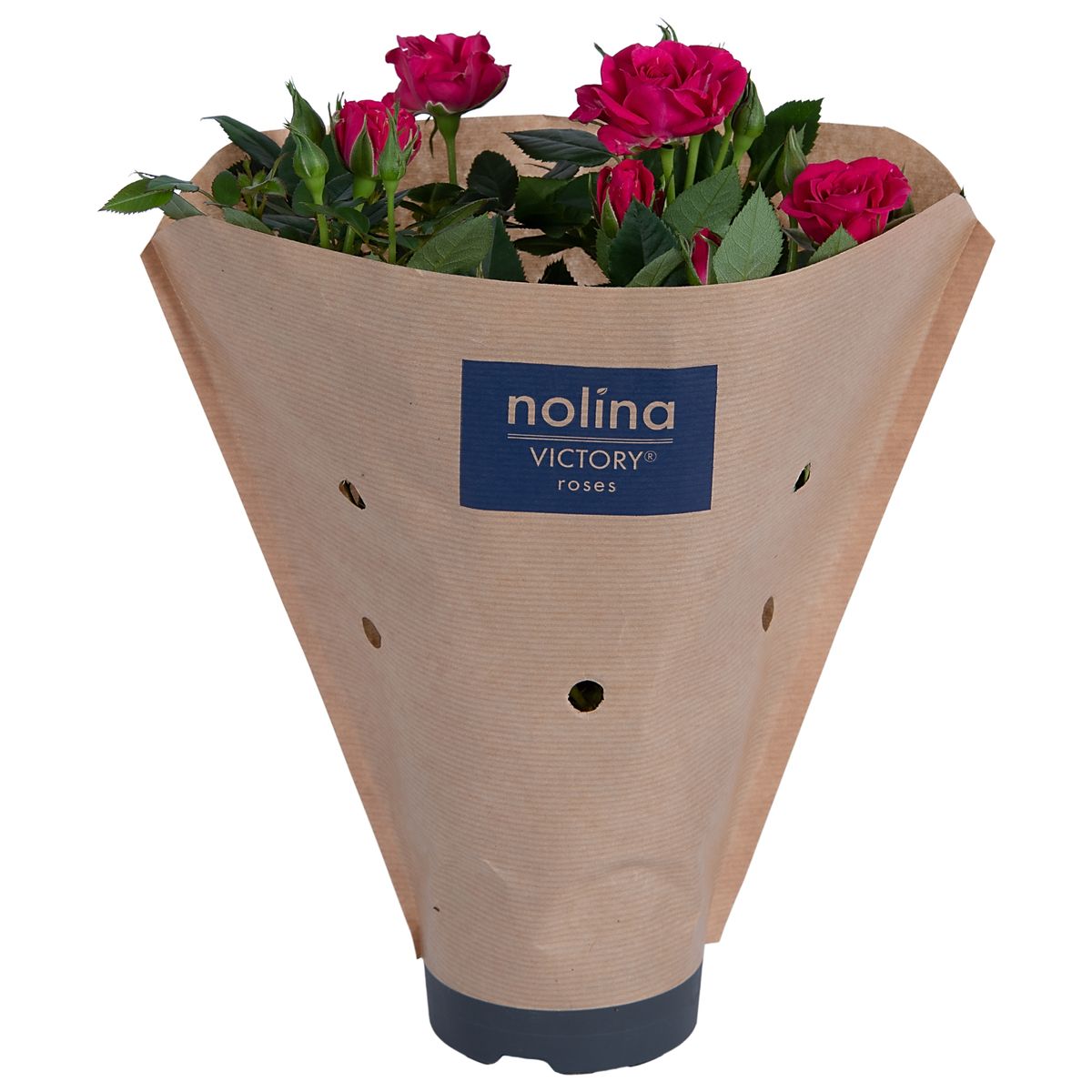 Rosa VICTORY — Plant Wholesale FlorAccess
