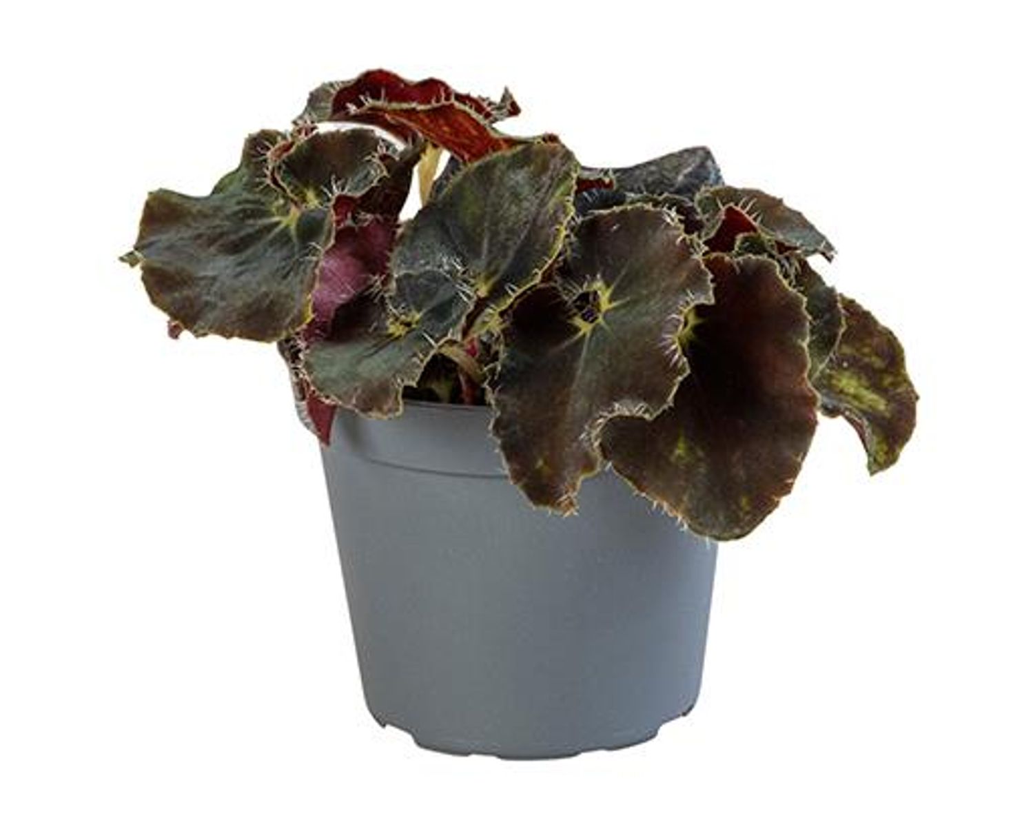 Begonia MAGIC COLOURS DARK MAMBO — Plant Wholesale FlorAccess