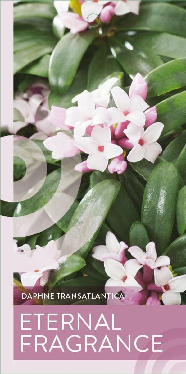 Daphne x transatlantica ETERNAL FRAGRANCE — Plant Wholesale FlorAccess