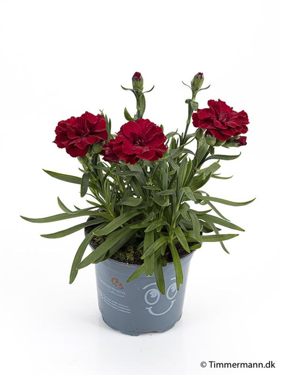 Dianthus OSCAR DARK RED — Plant Wholesale FlorAccess