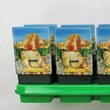 Iris 'Robusto' — Plant Wholesale FlorAccess