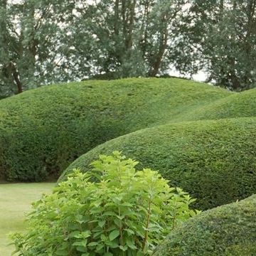 Taxus x media 'Groenland' — Plant Wholesale FlorAccess
