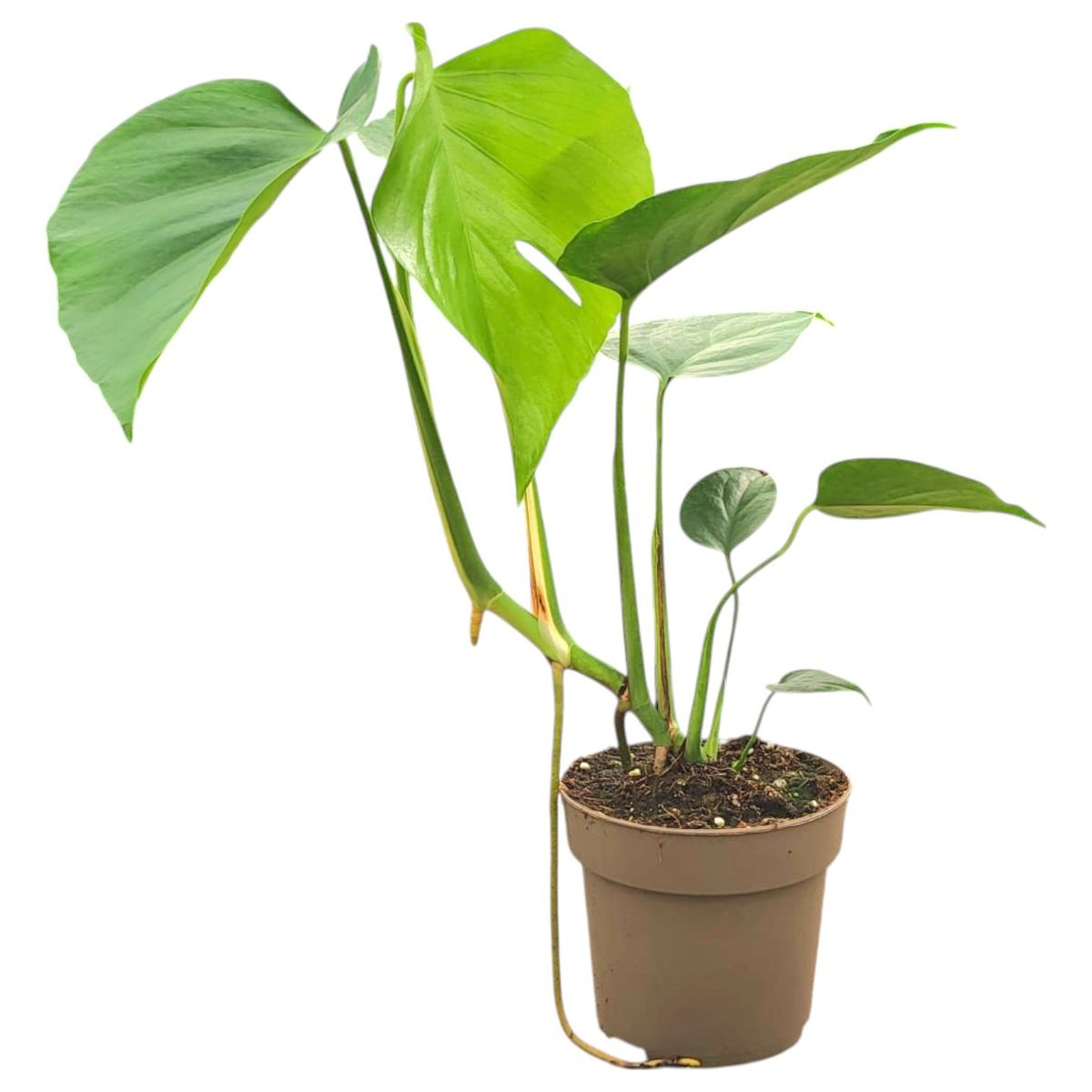 Monstera deliciosa 'Sierrana' — Plant Wholesale FlorAccess