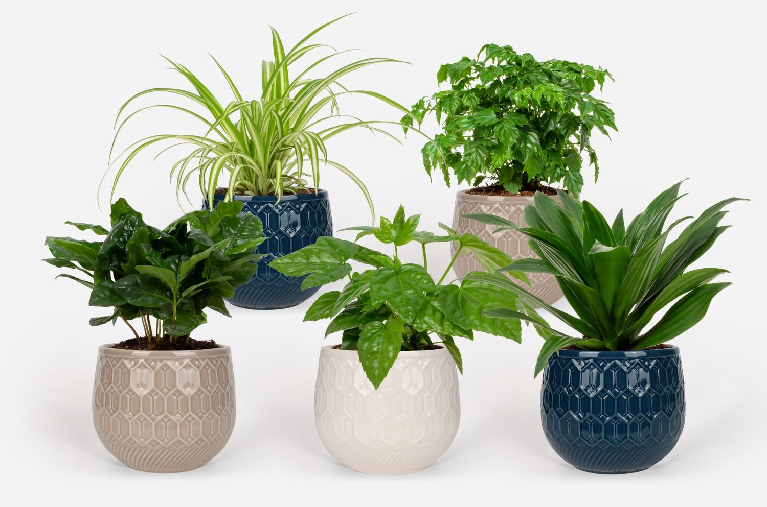 Houseplants MIX — Plant Wholesale FlorAccess