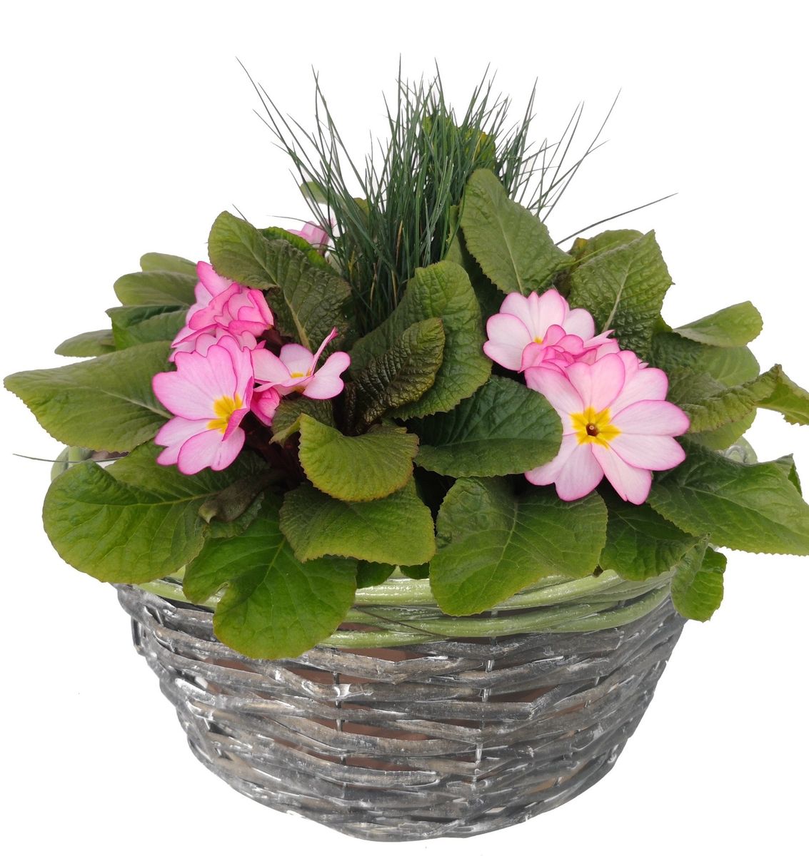 Arrangement Primula — Plant Wholesale FlorAccess